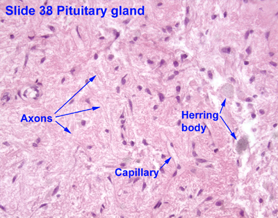 Endocrine Glands Tissue Flashcards Endocrine System Gap Junctions